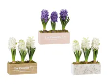 Hyazinthen Box «La Famille» - LIDL - ab 12.01.2023 - Aktionis.ch