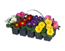 Primula Acaulis Mix - LIDL - ab 16.02.2023 - Aktionis.ch