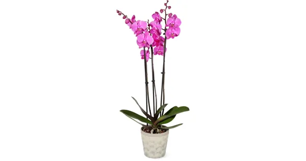Luxus Orchideen Ubertopf Gro Fotos