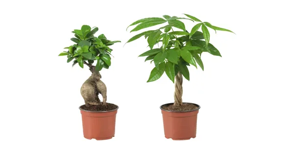 Ficus Ginseng & Pachira - LIDL - ab 27.06.2024 - Aktionis.ch