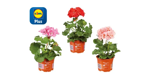 Wunderschne Geranien Kaufen Lidl Ebenbild