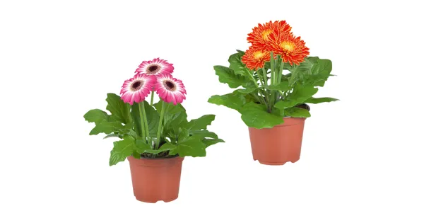 Gerbera-Mix - LIDL - ab 16.02.2023 - Aktionis.ch