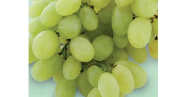 Trauben weiss «Vittoria» - 41% Rabatt - SPAR - ab 01.08.2017 - Aktionis.ch